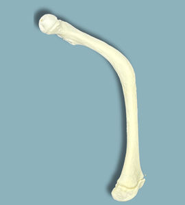 Femur anatomical model - 05-05-01 - ADDIDREAM - surgery / training / trauma