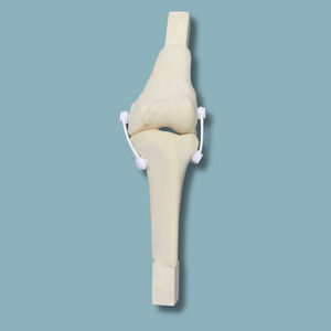 Knee model - 04-25-01 - ADDIDREAM - foot / orthopedic surgery / training