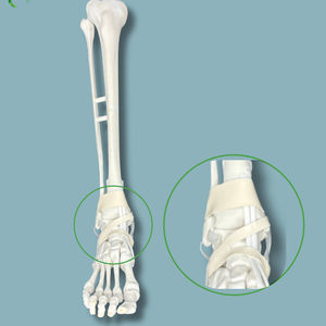 Tibia anatomical model - 02-13-02 - ADDIDREAM - foot / ankle ...