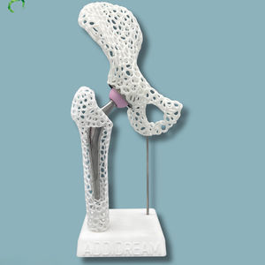 Hip model - 07-AA-01 - ADDIDREAM - hemi-pelvis / femur / for demonstration