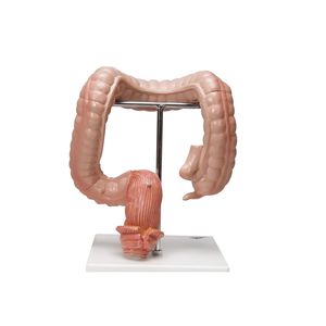 Colon model, Large intestine model - All medical device manufacturers
