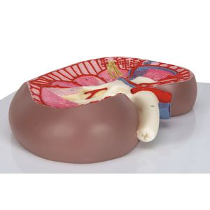Kidney model, Renal anatomical model - All medical device manufacturers