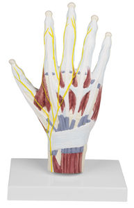 Radius anatomical model - 6008 - Erler-Zimmer - cubitus / hand / for ...