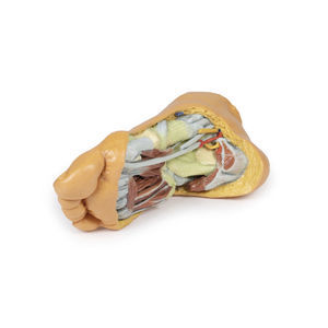 Foot anatomical model - MP1920 - Erler-Zimmer - for teaching