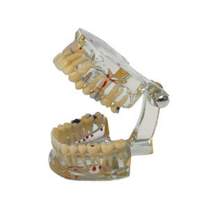 Mandible model - 355643 - Hager & Werken - teeth / dental / maxilla