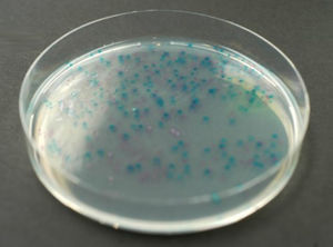 Water analysis reagent - AQ056 - CHROMagar - liquid / for coliforms ...