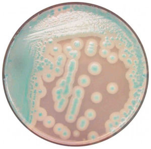 Water analysis reagent - AQ056 - CHROMagar - liquid / for coliforms ...
