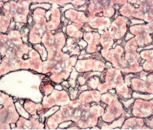 Staining solution reagent - Fouchet Van Gieson - BIO-OPTICA Milano ...