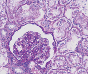 Staining solution reagent - Afog - BIO-OPTICA Milano - for histology ...