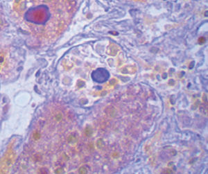 Staining solution reagent - Grocott - BIO-OPTICA Milano - for histology ...