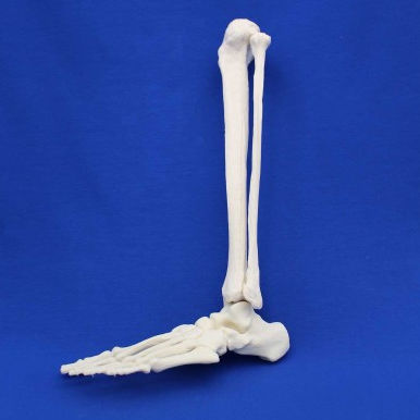 Foot anatomical model - FLA01 - Créaplast - tibia / fibula / for teaching
