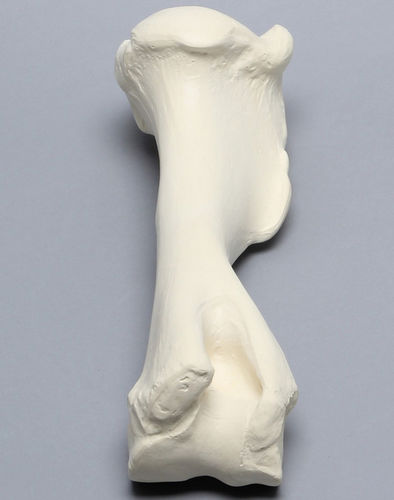 Humerus anatomical model - 2810 - Sawbones/Pacific Research Labs - for ...