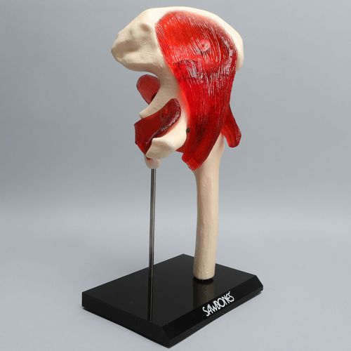 Bone model - 4010-11 - Sawbones/Pacific Research Labs - joint / hip ...