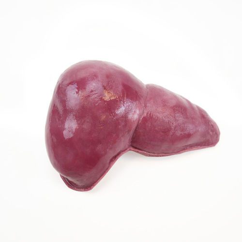 Liver anatomy model - 130610 - SynDaver Labs - biliary / surgical ...