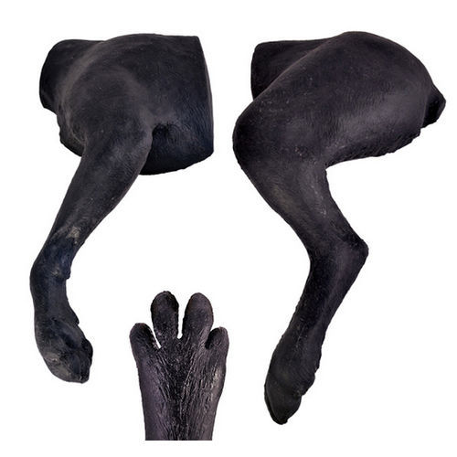 Veterinary training manikin - Veterinary Simulator Industries ...