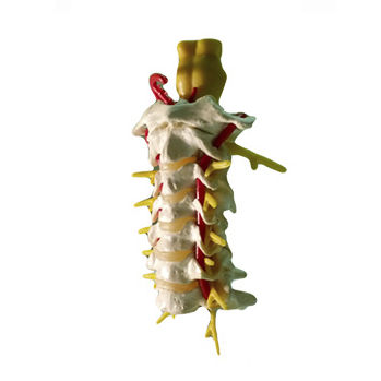 Ultrasound imaging test phantom - Pure Imaging Phantoms - for MRI / spine