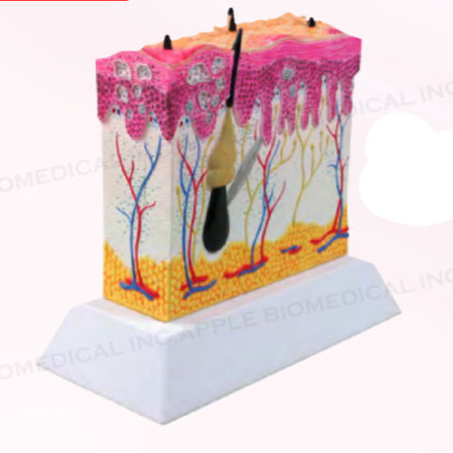 Skin anatomical model - A560 - Apple Biomedical - for teaching / for ...