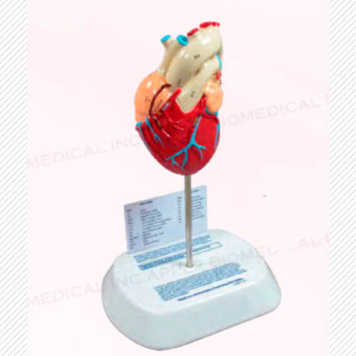 Heart model - A420 - Apple Biomedical - aortic valve / mitral valve ...