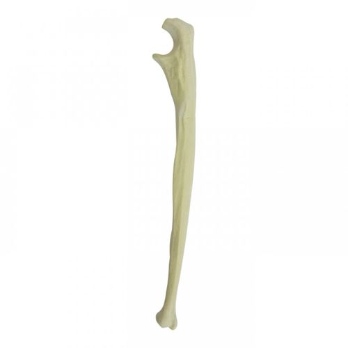 Bone model - 3020 - Nacional Ossos - cubitus / orthopedic surgery / for ...