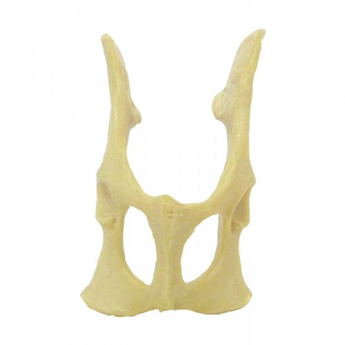 Pelvis model - AV160 - Nacional Ossos - surgery / training / feline