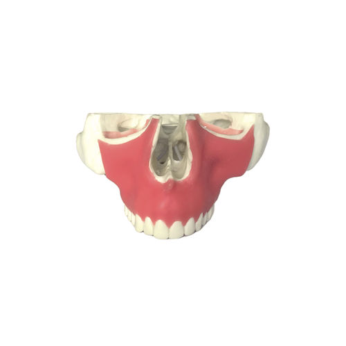 Maxilla anatomical model - 4016GT - Nacional Ossos - sinus / teeth ...