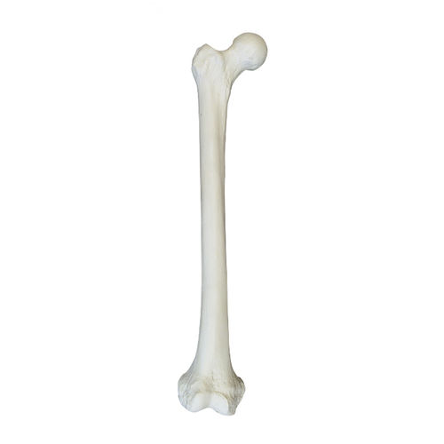 Bone model - 2030B - Nacional Ossos - femur / orthopedic surgery / training