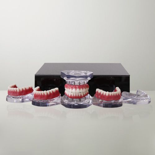 Mandible model - 9768 - Nacional Ossos - maxilla / denture / dental care