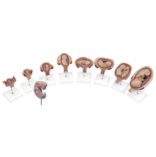 Pregnancy model - 54111 - Health Edco & Childbirth Graphics - fetus ...