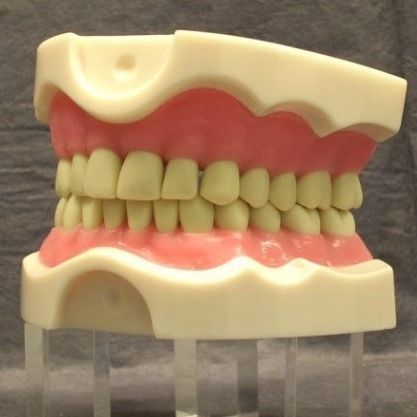 Mouth anatomical model - DOTFOX