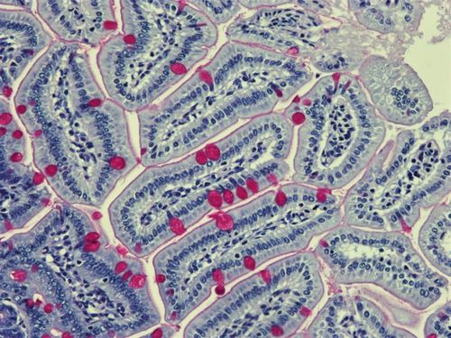 Harris hematoxylin reagent kit - KH07012 - Bioquochem - for research ...