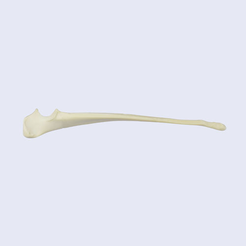 Bone model - 0832.00 - SYNBONE AG - surgery / veterinary / for teaching