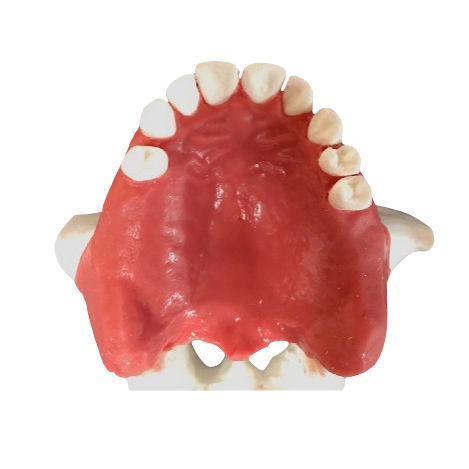 Maxilla anatomy model - 3D-111 - Selmodels SL