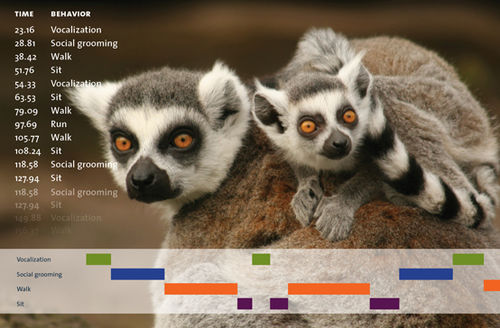 Analysis software - The Observer® XT - Noldus - for research / laboratory