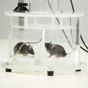 Animal research inhalation chamber - Shanghai TOW Intelligent Technology