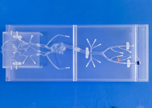 Neurology vascular model - SJ001D-02 - Trando 3D Medical Technology ...