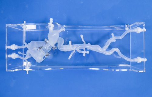 Cardiac vascular model - XXD024 - Trando 3D Medical Technology - blood ...