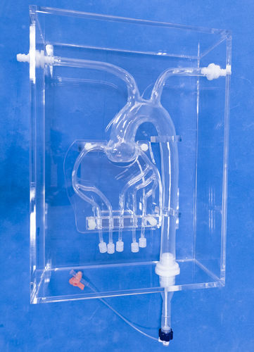 Coronary arteries anatomical model - XXK001D - Trando 3D Medical ...