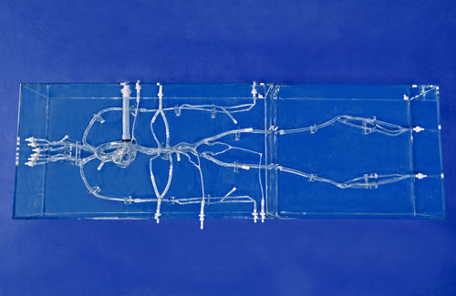 Coronary arteries anatomical model - SJX004 - Trando 3D Medical ...