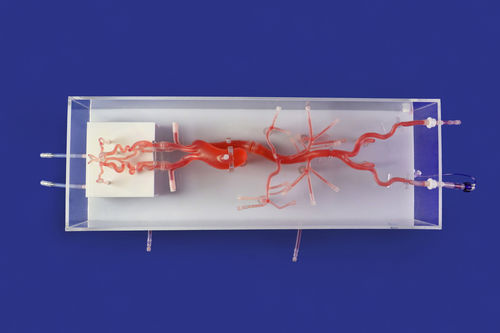 Blood vessels vascular model - SJ001D-014 - Trando 3D Medical ...