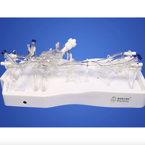 Artery vascular model - Shanghai Preclinic Medtech - carotid artery ...