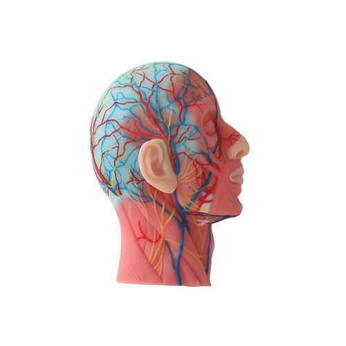 Head model - CS 09 - MeiWo Science - for teaching / hydrogel / with ...