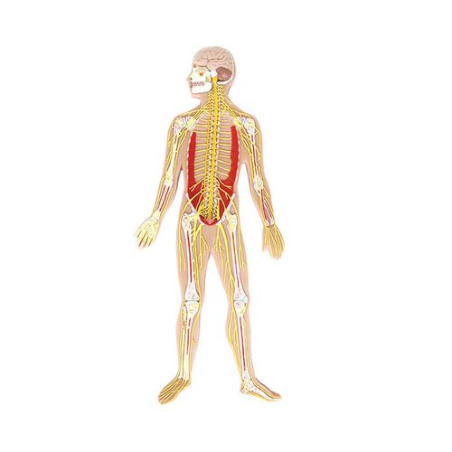 Whole body anatomical model - NS 06 - MeiWo Science - nerve / for ...