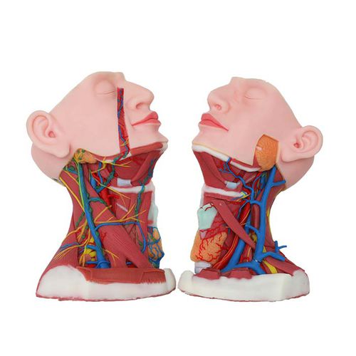 Neck model - TA 07 - MeiWo Science - for teaching / with nerves / with ...