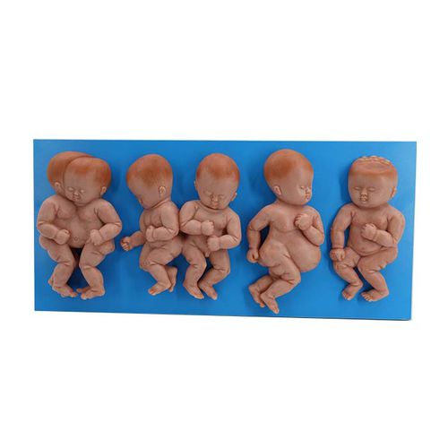 Body anatomical model - MeiWo Science - for teaching / baby