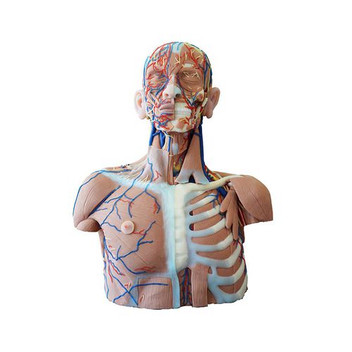Head model - MeiWo Science - torso / neck / for teaching