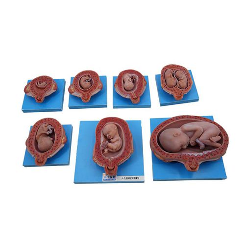 Whole body anatomical model - MeiWo Science - for teaching / fetus