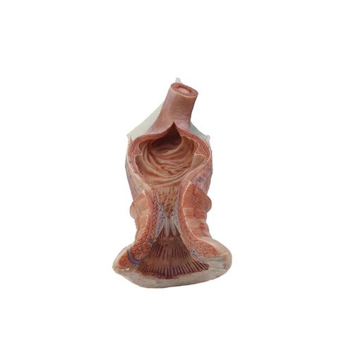 Anal anatomical model - MeiWo Science - for teaching / silicone