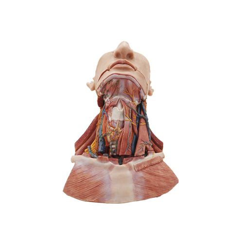 Head model - MeiWo Science - neck / for teaching / evaluation