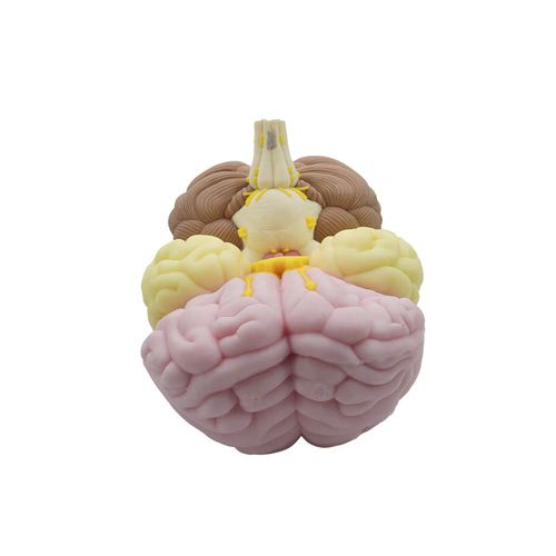 Brain model - SN-024 - MeiWo Science - for teaching / silicone