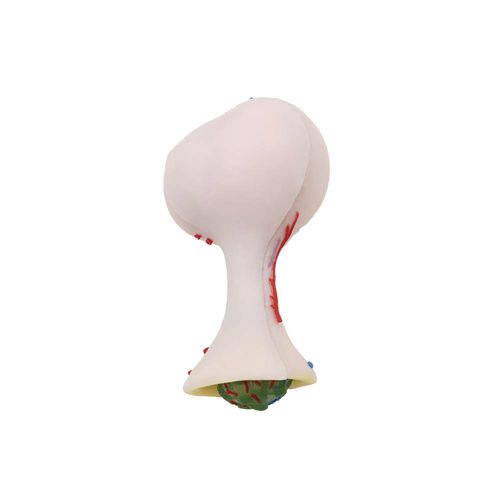 Brain model - SF-003 - MeiWo Science - for teaching / silicone